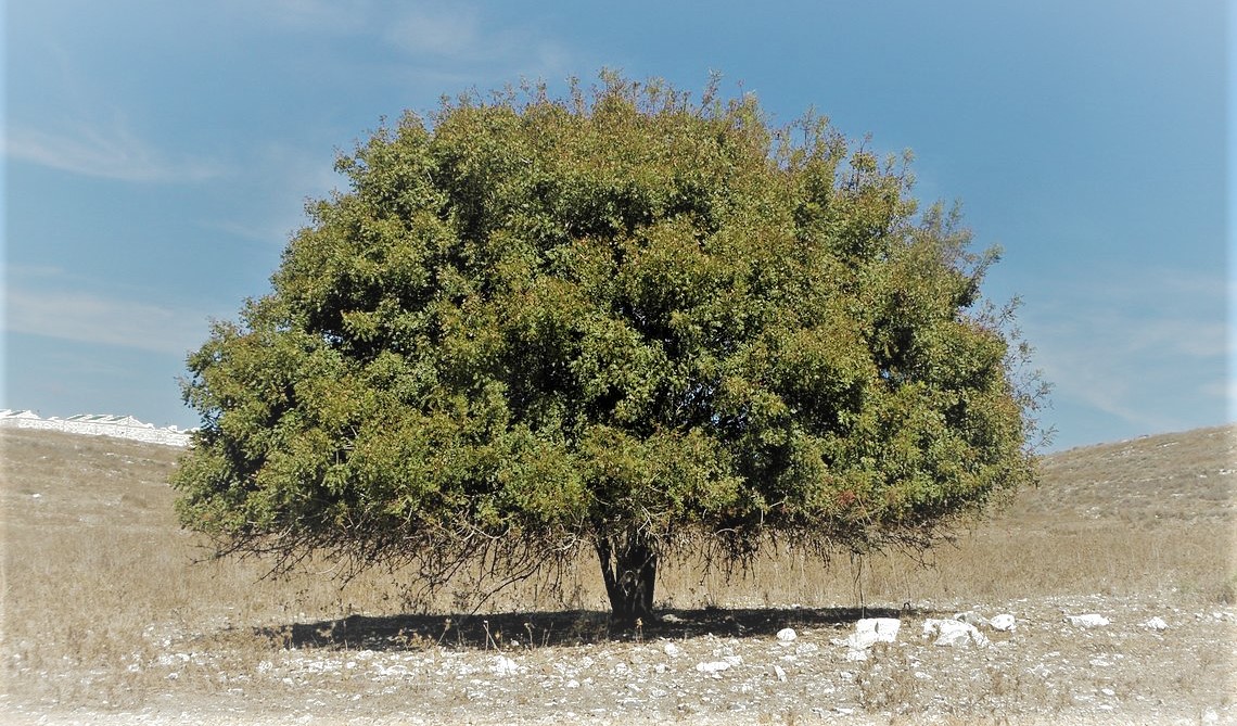 The Other Tree - Catholic Family News